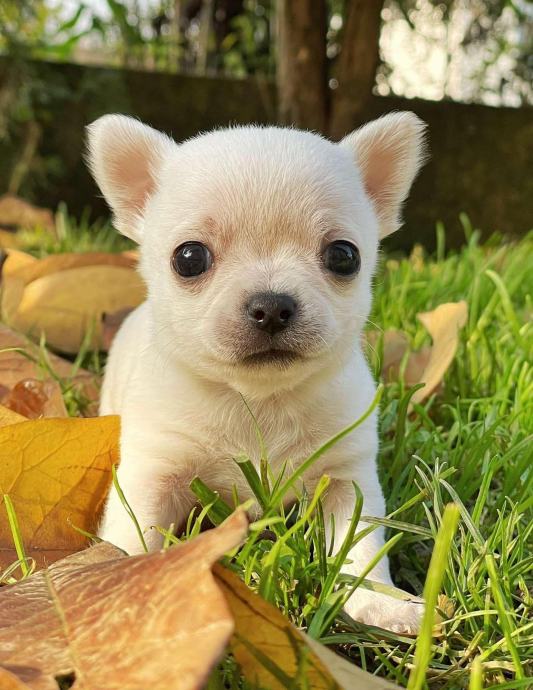 ČIVAVA (Chihuahua)