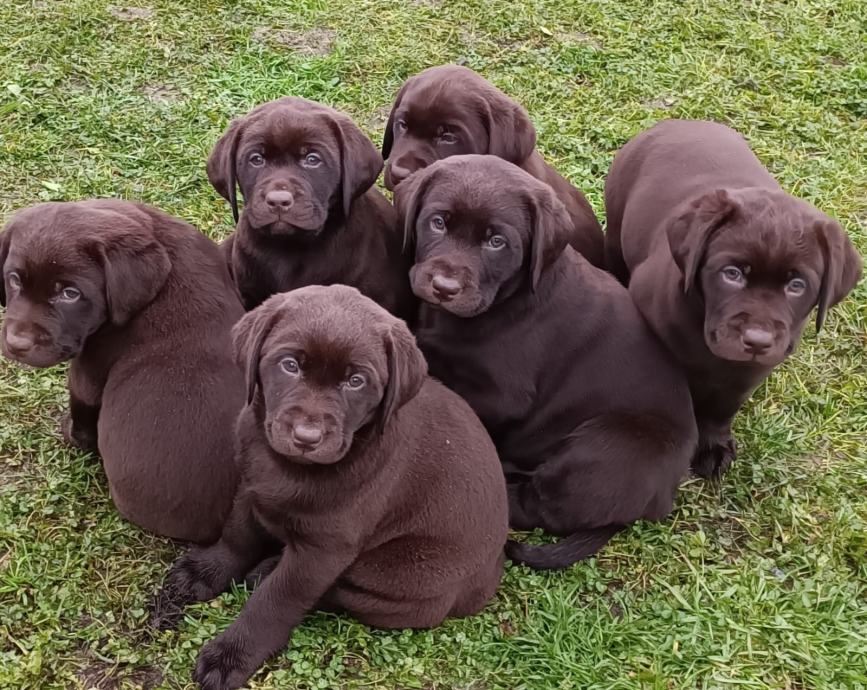 Čokoladni Labradori