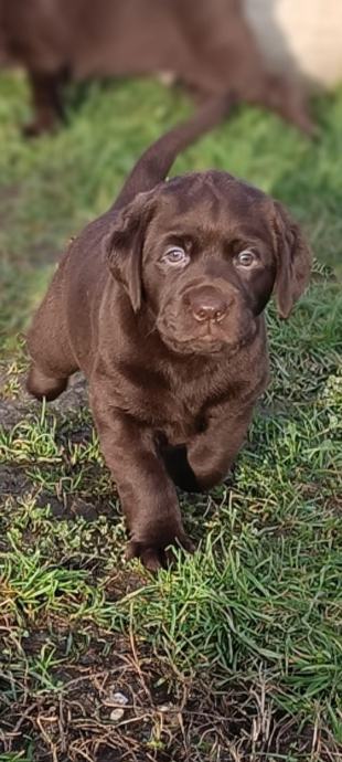 Čokoladni Labradori