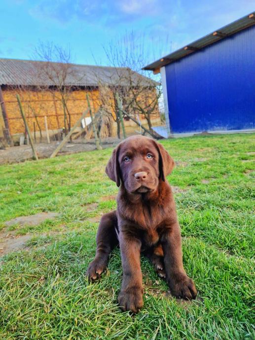 RJAVI in RUMENI LABRADORCI, LABRADOR, MLADIČKI LABRADOREC S RODOVNIKOM