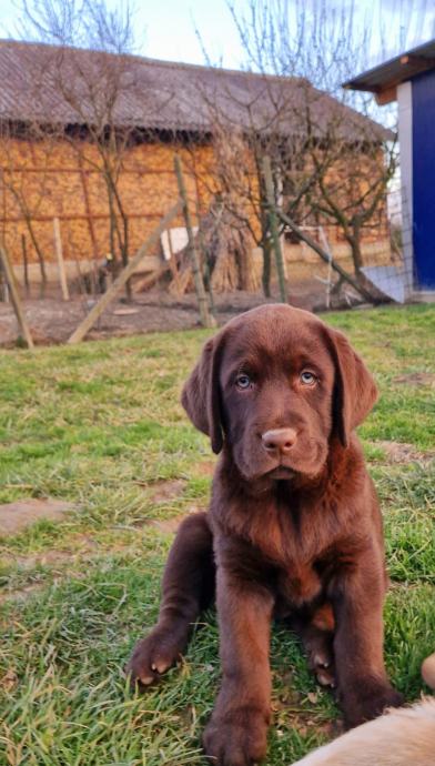 RJAVI in RUMENI LABRADORCI, LABRADOR, MLADIČKI LABRADOREC S RODOVNIKOM