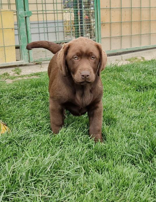 RJAVI in RUMENI LABRADORCI, LABRADOR, MLADIČKI LABRADOREC S RODOVNIKOM