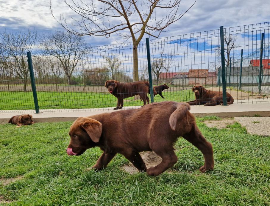 RJAVI in RUMENI LABRADORCI, LABRADOR, MLADIČKI LABRADOREC S RODOVNIKOM