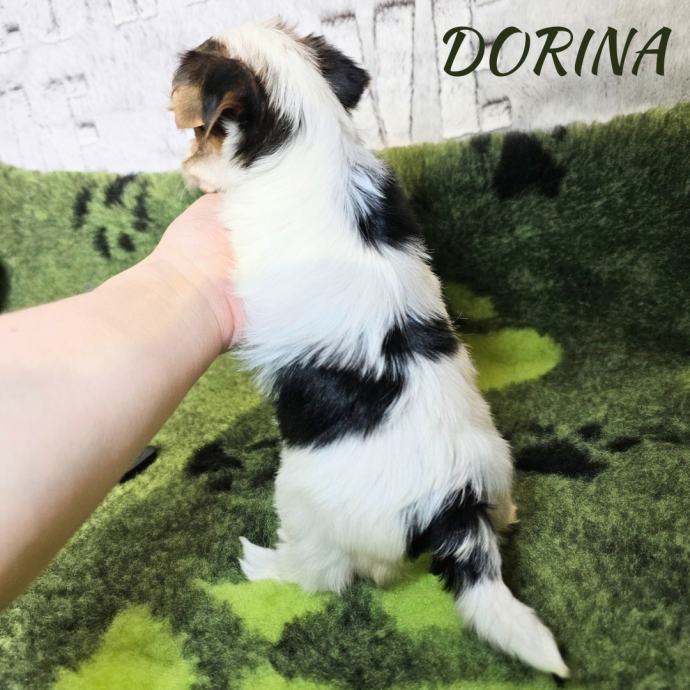 COLOR YORKSHIRE TERIER mladički♀️RAČUN—SL LEGLO—IHR e.V RODOVNIK
