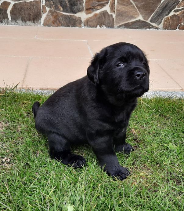 Črn labradorec z rodovnikom
