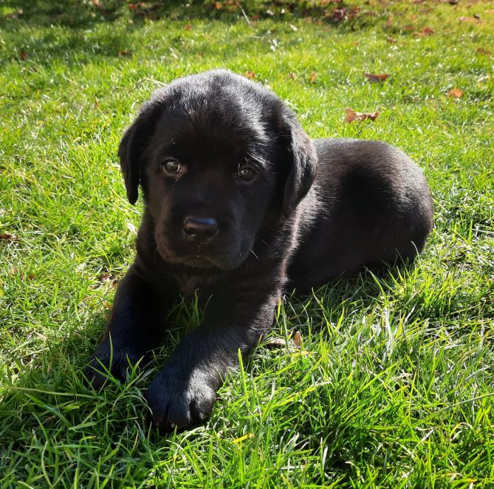 Črn labradorec z rodovnikom
