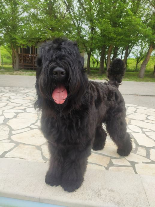 Črni ruski terier mladički