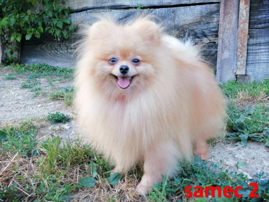 Čudoviti Pomeranci
