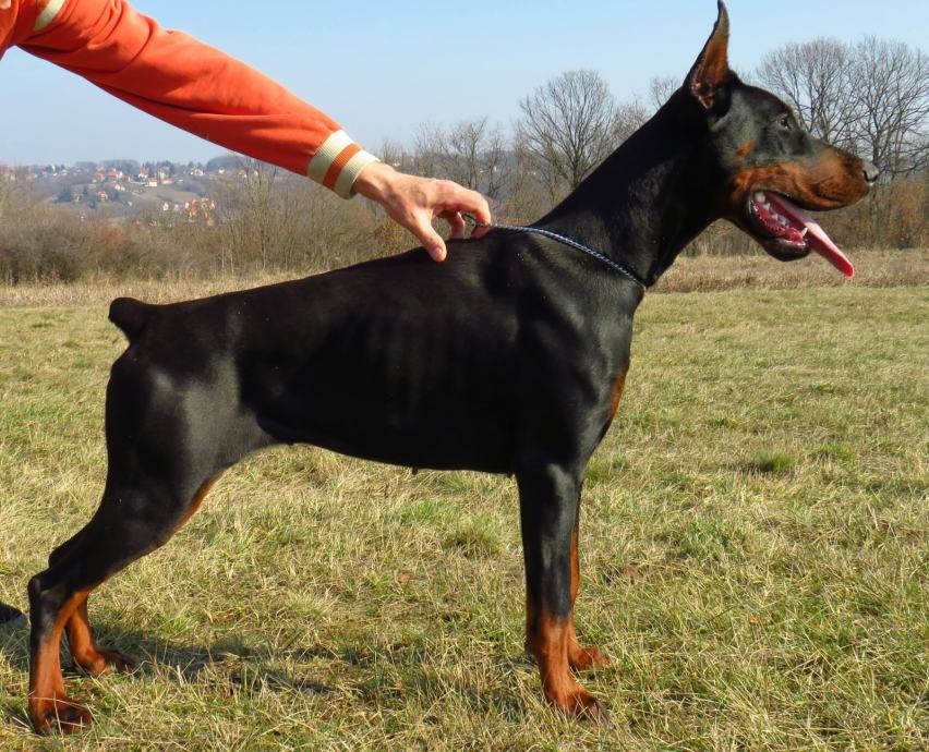 Doberman mladiči