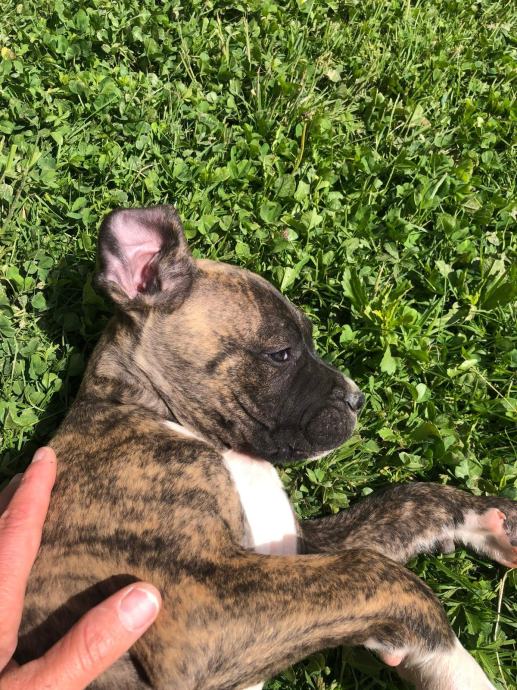 Doggo Argentino mix