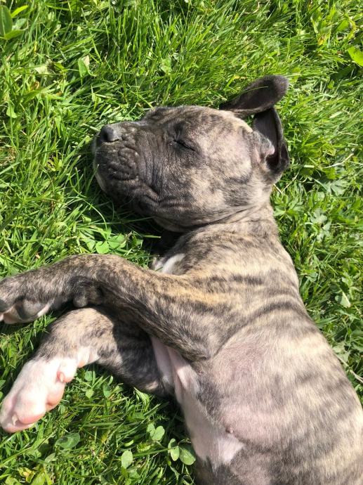 Doggo Argentino mix
