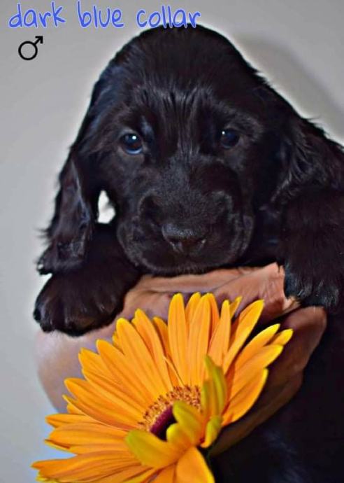 English Cocker Spaniel