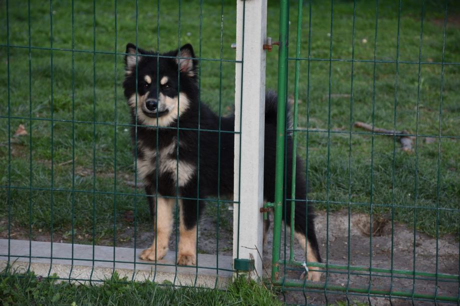 UGODNO --Finski Laponski pes samček iz vrhunskega legla