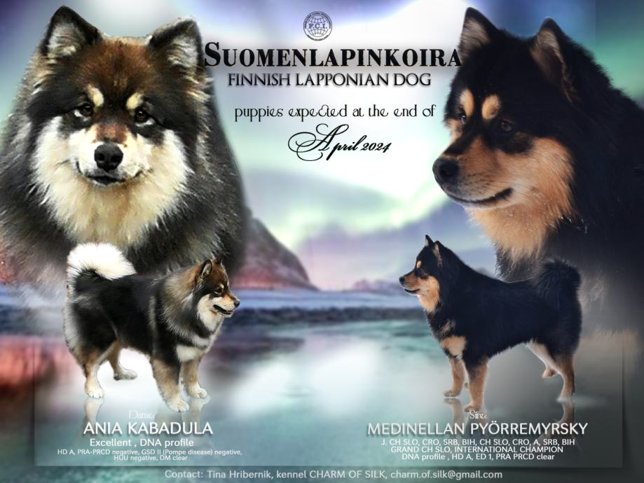 FINSKI LAPONSKI PES - samička z rodovnikom