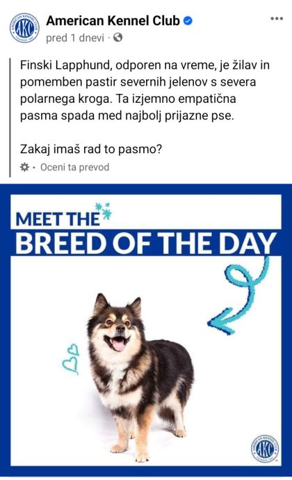 FINSKI LAPONSKI PSI..- Naj prijaznejša pasma psov..