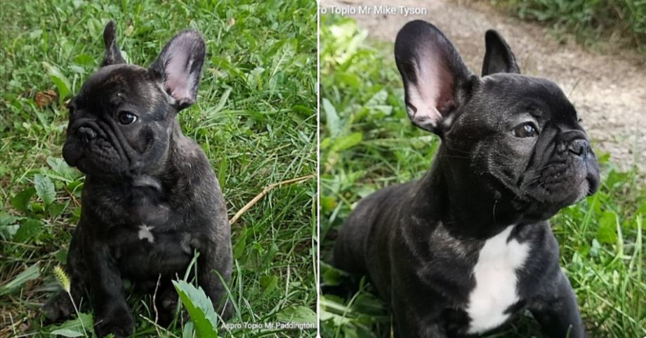 FRANCOSKI BULDOG