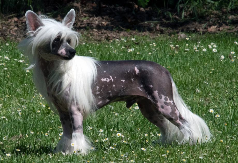 KITAJSKI ČOPASTI PES - Rodovniški Mladički~ Chinese crested dog
