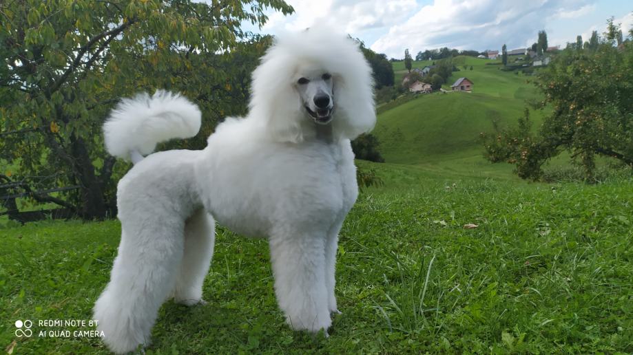 Kraljevi koder - Veliki pudelj