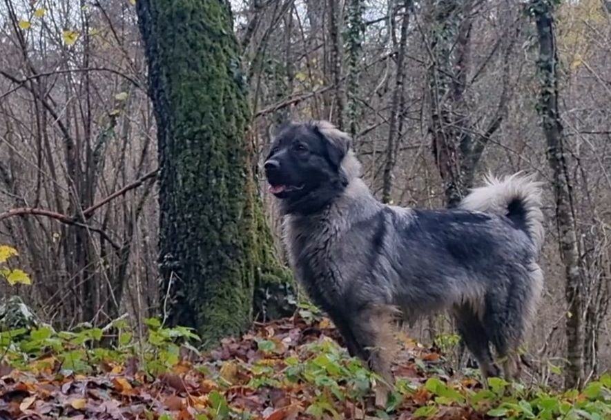 Kraški ovčar, Kraški ovčarji, Kraševec