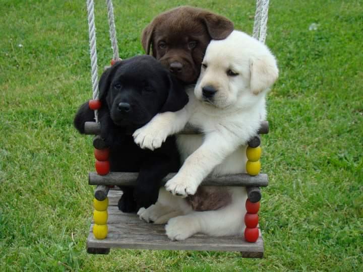 Labrador,labradorec,labradorci mladiči črne barve