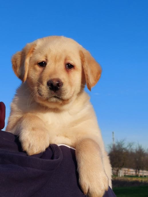 Labrador,labradorec,labradorci mladiči rumene, črne in čokoladne barve