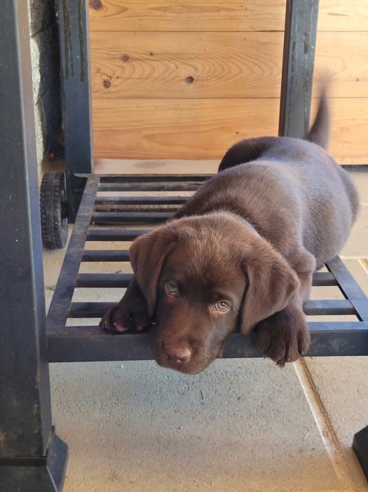 LABRADOR retriever psički z rodovnikom