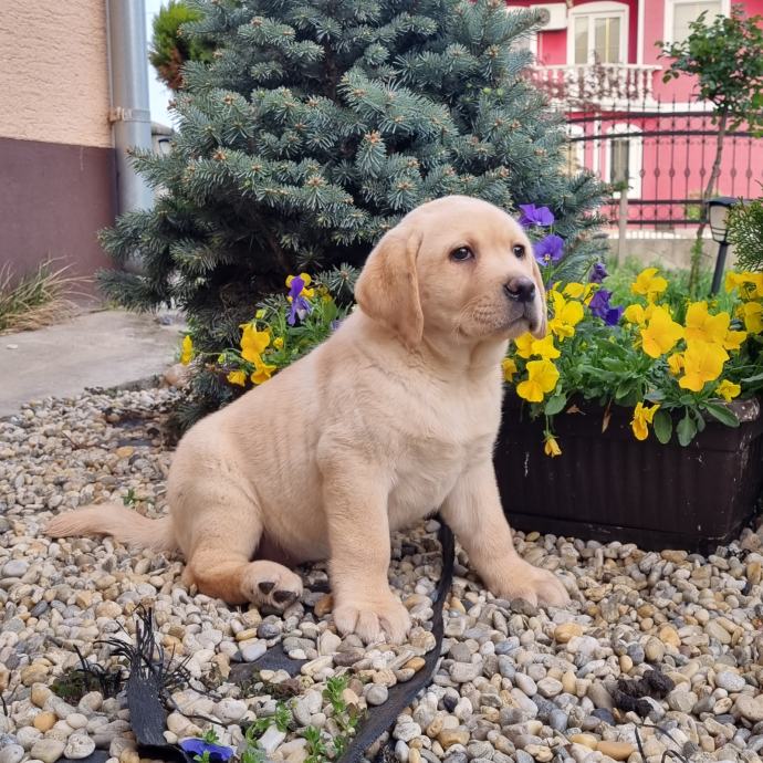 Mladiči labradorca z rodovnikom