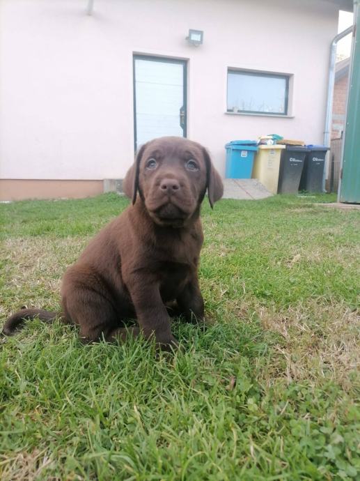 Labradorci mladiči