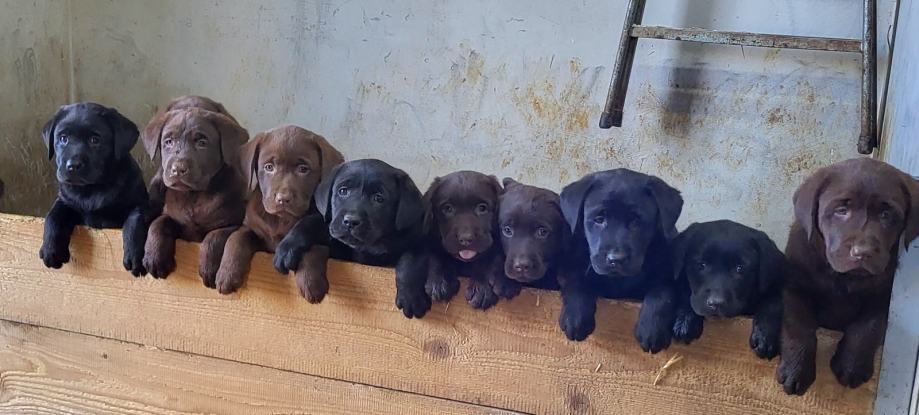 Labradorci,Labrador,mladički z rodovnikom.LENDAVA