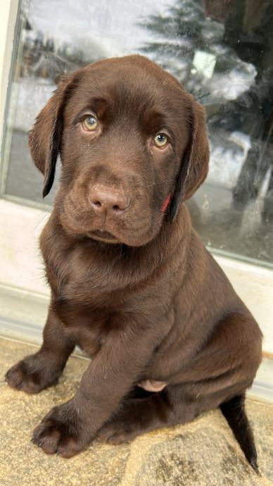 LABRADOR - Labradorci čokoladne barve