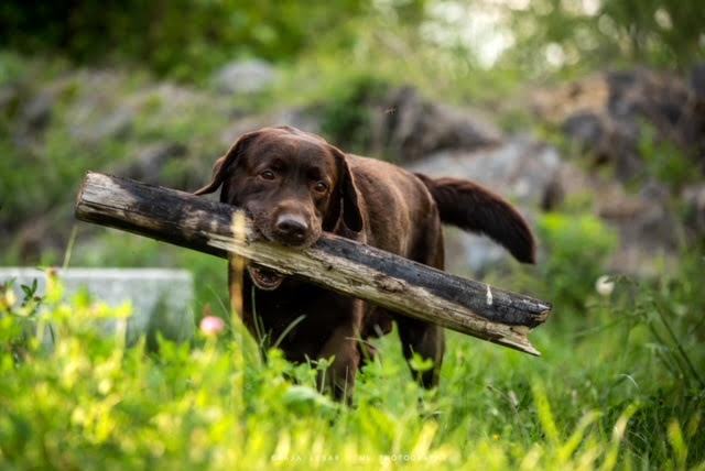 LABRADORCI(Labrador retriever),mladiči z odličnim rodovnikom