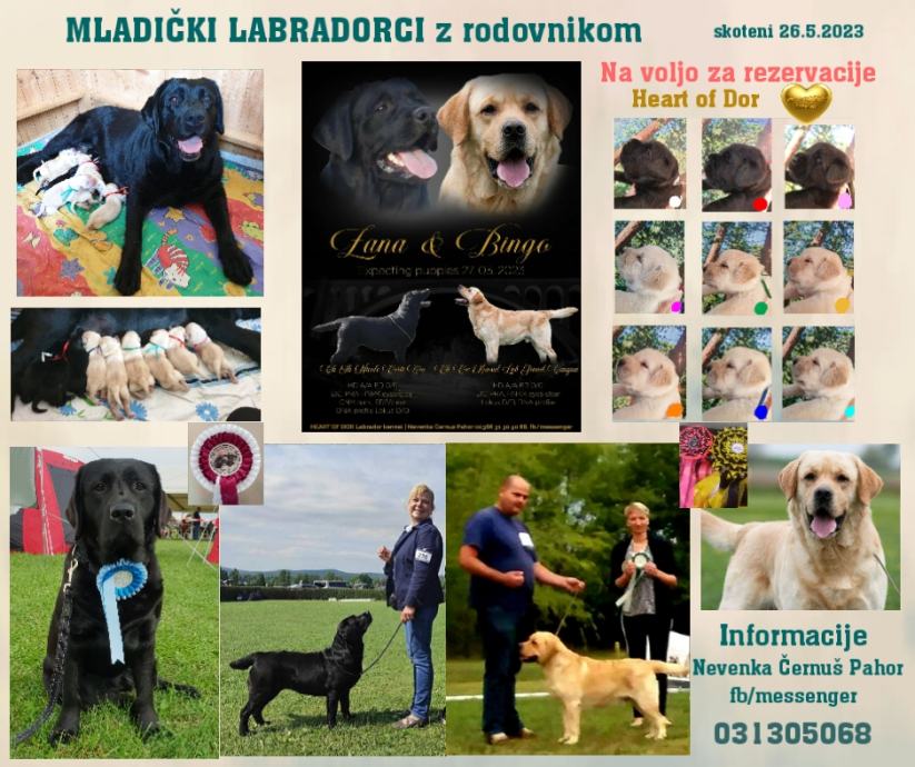 LABRADORCI mladički z RODOVNIKOM