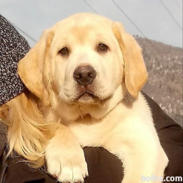 LABRADOREC MLADIČEK/ LABRADORCI