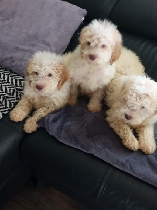 Lagotto Romagnolo (Romanski vodni pes).