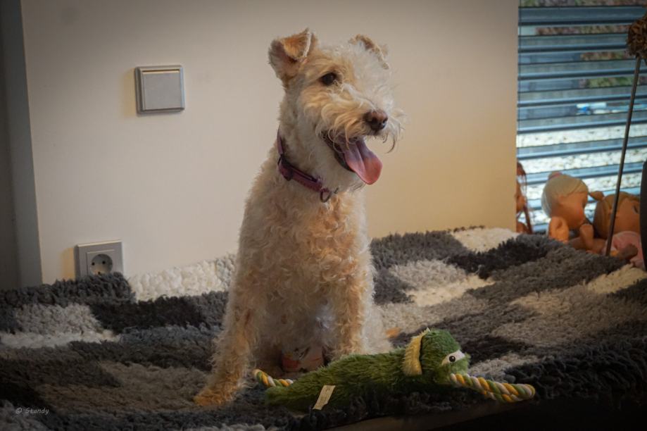 Lakeland Terrier, Jezerski terier, samička