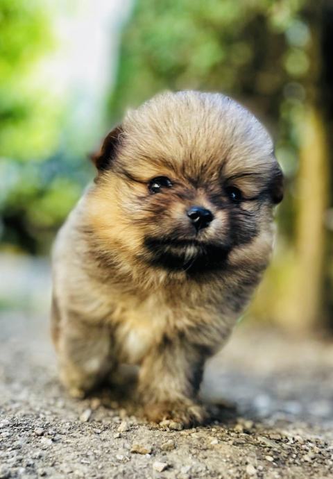 Mali nemški špic / German Spitz Klein
