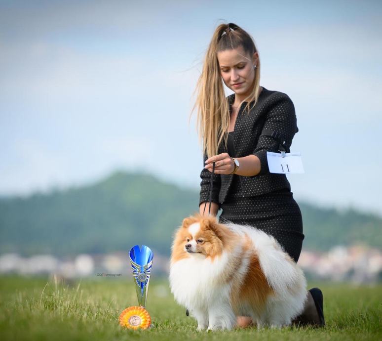 Mali nemški špic / German Spitz Klein