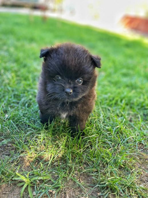 Mali nemški špic / German Spitz Klein