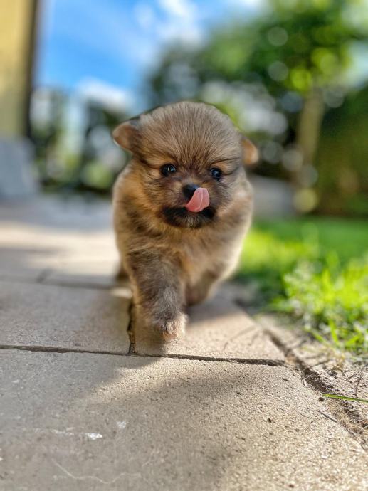 Mali nemški špic / German Spitz Klein