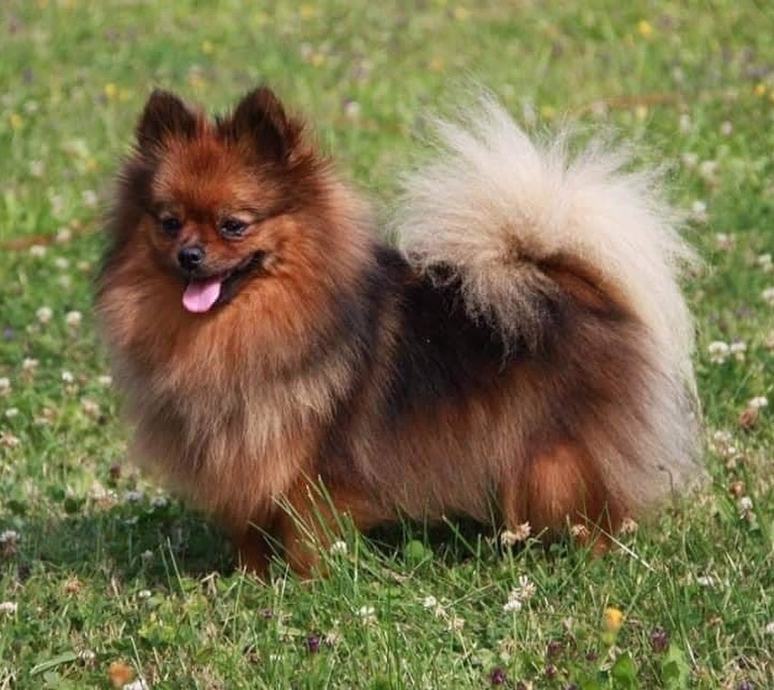 Mali nemški špic / German Spitz Klein