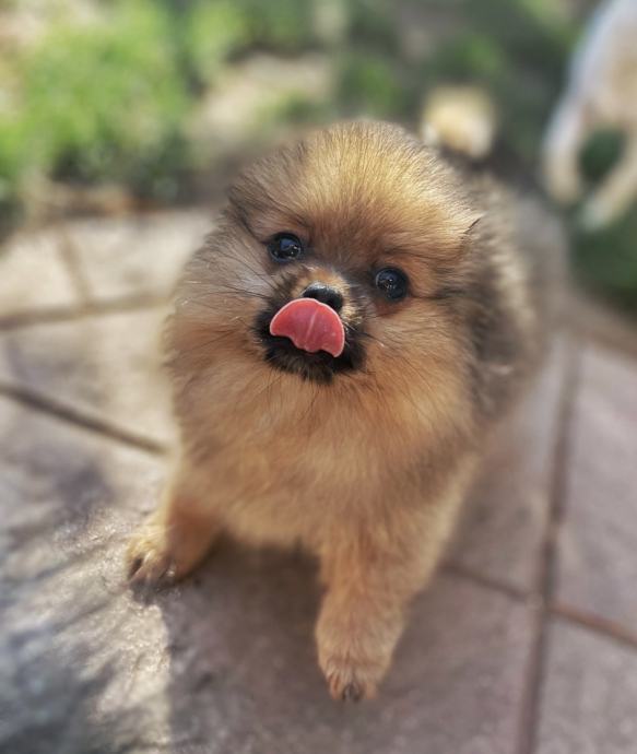 Mali nemški špic / German Spitz Klein