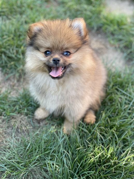 Mali nemški špic / German Spitz Klein
