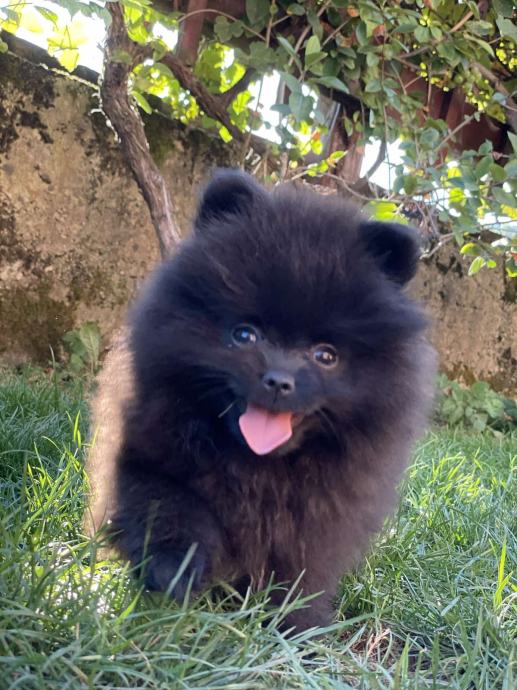 Mali nemški špic / German Spitz Klein