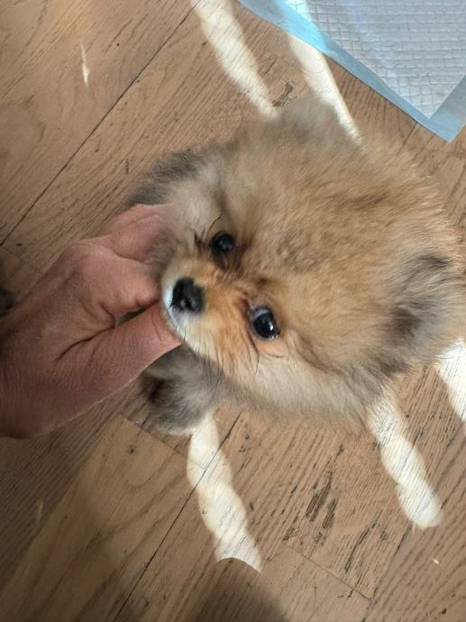 MINI POMERANAC