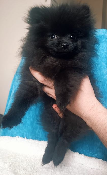 Miniatura german spitz