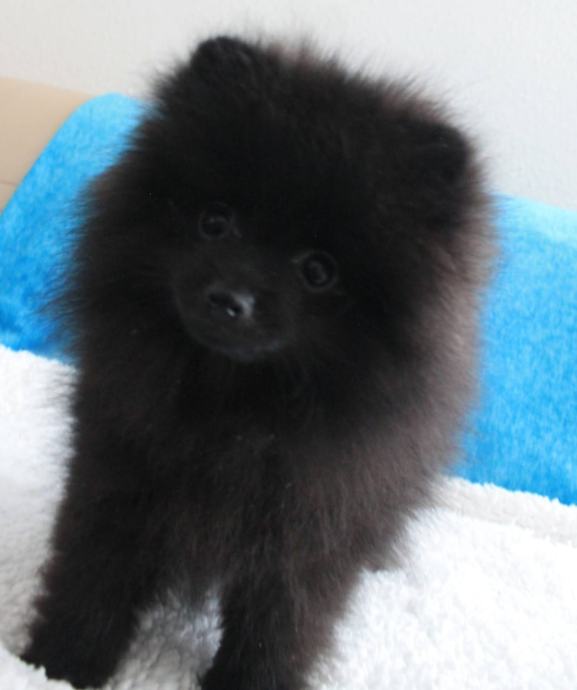 Miniatura german spitz