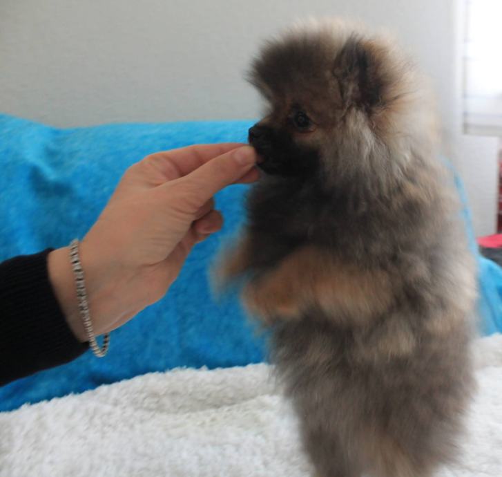 Miniatura german spitz