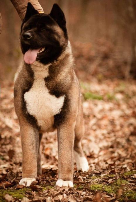 Mladički ameriške akite