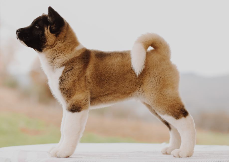 Mladički ameriške akite