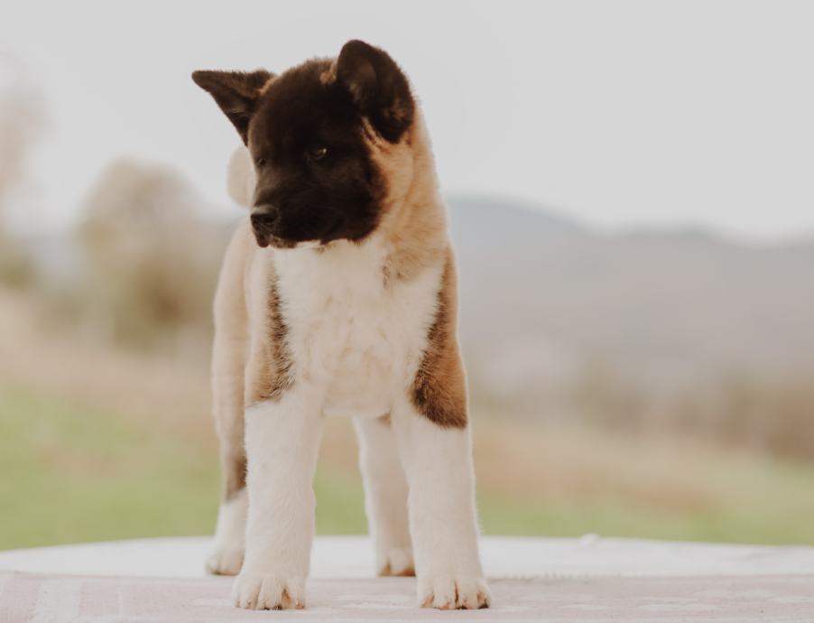 Mladički ameriške akite